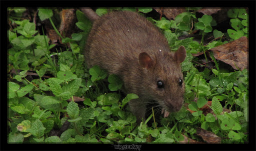 yuniversitis' laif: Ardillas, ratas y un alca